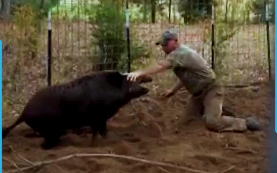人类的战斗力!健美运动员徒手制服野猪