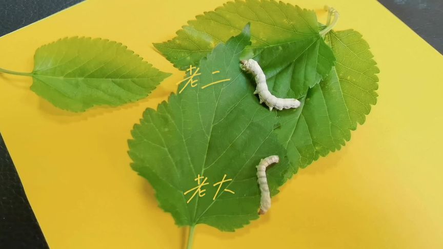#妈呀太香了 #万物生长 蚕宝宝