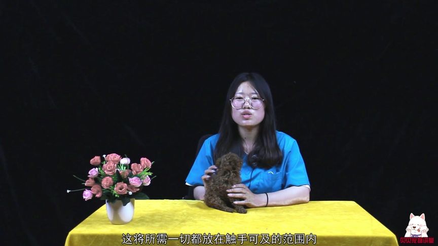 贝贝宠物讲堂:给宠物狗洗澡需要注意什么?