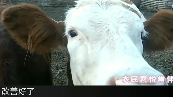 我们这里、牛羊的传统养殖模式发生了改变、这种方式非常值得推广