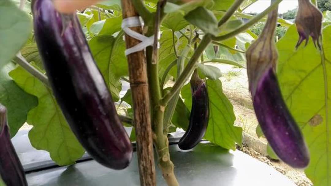 茄子管理三要素,做好可确保果满枝头,值得收藏