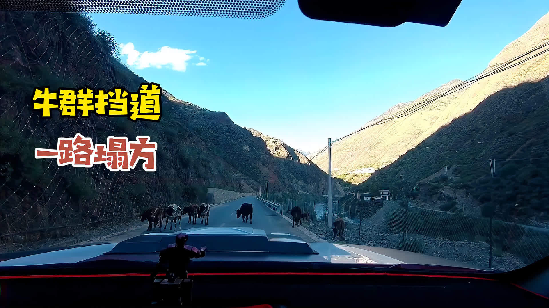 长城炮拉6米房车游川西,一路塌方,牛群挡道