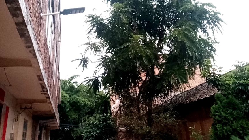 我家的小竹林和树木上有上千只鸟