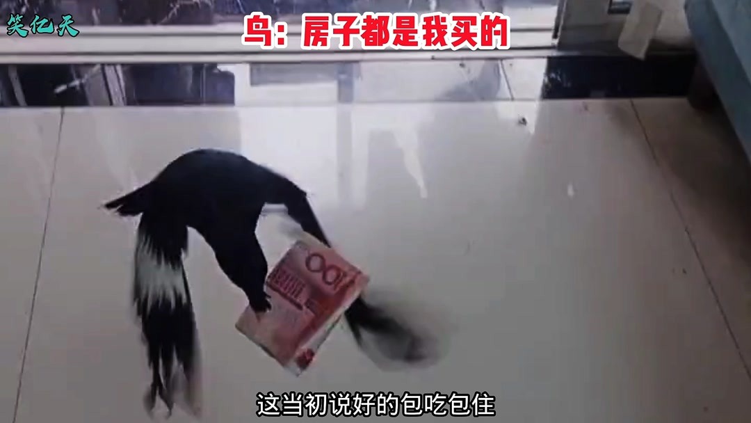 我的房子是鸟买的,你敢相信