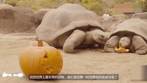 世界上寿命最长的动物,年龄已有五百多岁,不是乌龟!