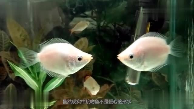 神奇宝贝原型第二波!万众期待的皮卡丘来啦!