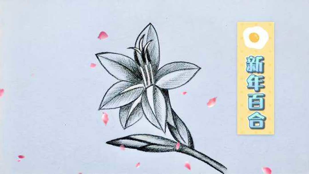 铅笔画花卉,简单画新年百合