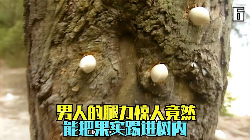 男人的腿力惊人,竟然能把果实踢进树内