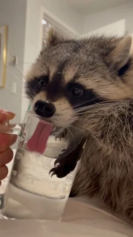 谁会拒绝这样的小可爱呢