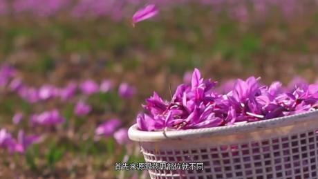 藏红花和红花,一字之差,功效却大不相同,其中的故事你知道吗