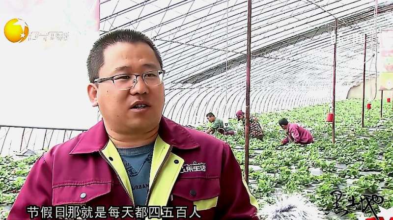 小伙子扩大规模种草莓十三香,个大味甜品相好,顾客颇多不愁卖!