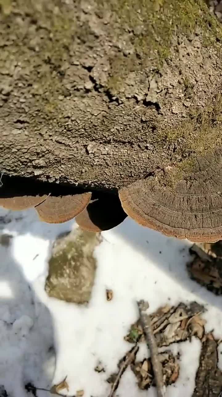 今天去森林里采山,遇到中药材暴马丁香桑黄了,它的药用价值极高,《.