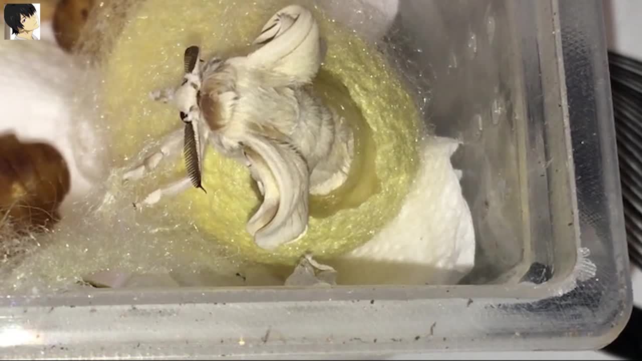 蚕宝宝终于长大成蛾了,一点一点破茧重生,生命真伟大