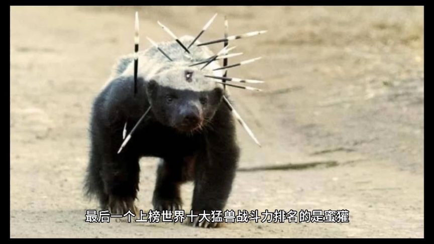 世界十大猛兽战斗力排行