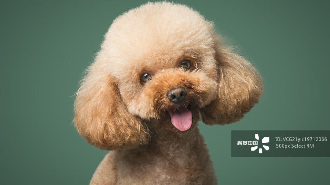 PS教程 PS实用去水印方法 仿制图章去水印教程