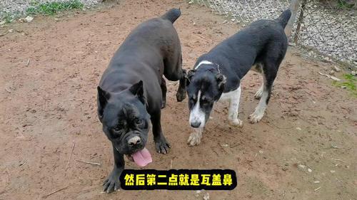 老祖宗选狗方法,记住三个特点,要选好狗缺一不可