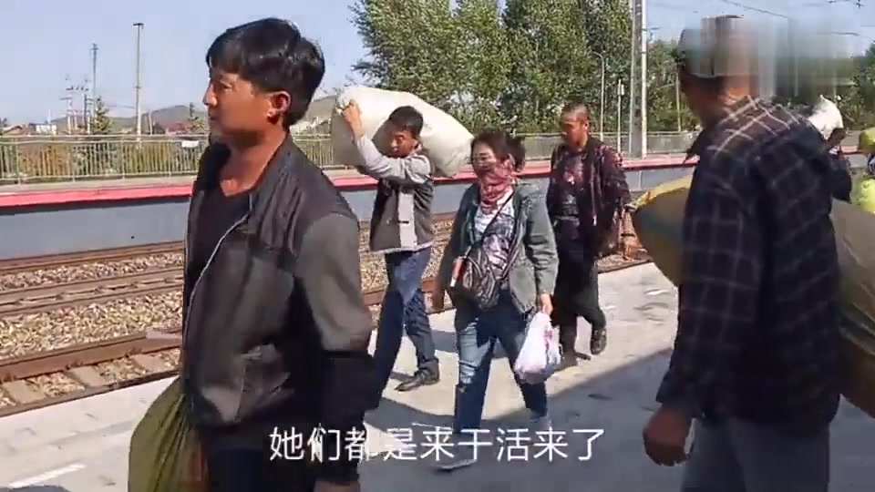 内蒙古老乡农闲去捡土豆,起早贪黑200块钱一天,听听大姐咋说