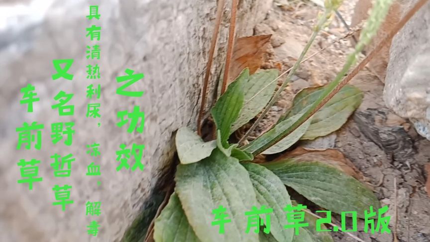 中草药车前草2.0版