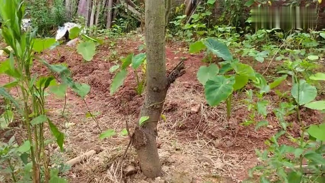 十多年了,这棵命运坎坷的梨树被人从根部砍过二回今年终于结果了