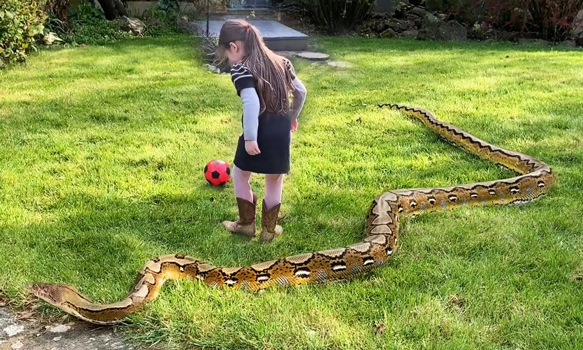 小女孩在草坪上玩,爬过来一条蟒蛇,让人意外的画面出现了