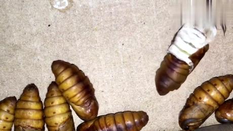 蚕变成蛾的过程，一只蚕蛹从破蛹羽化到展翅成蛾的全过程