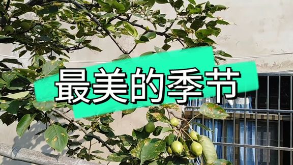 老家的梨子快成熟了,现在看着就很诱人。