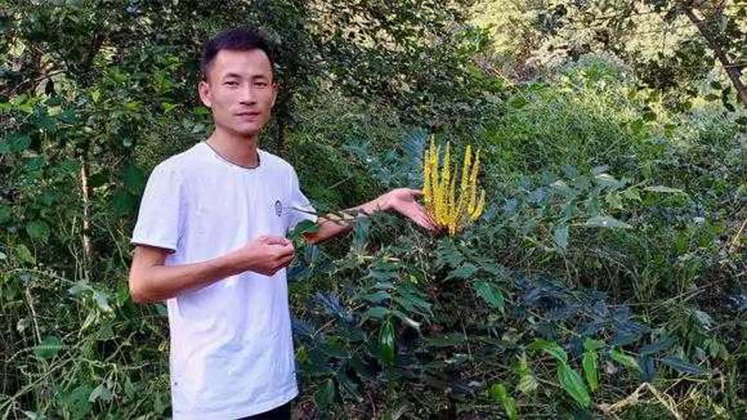 泛滥成灾的黄连,就连猛牛路过都要绕道而行,却能帮到很多人