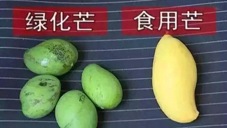 绿化芒果树的芒果跟超市卖的,到底有什么区别?看完转告身边人