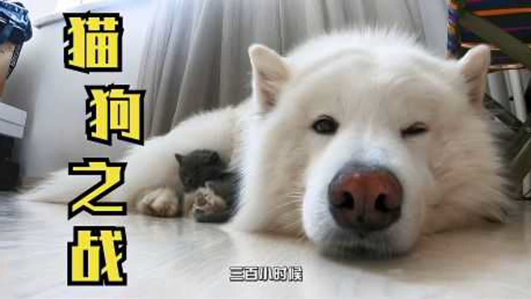 猫和狗为什么打架?从小一起长大的猫狗会打架吗