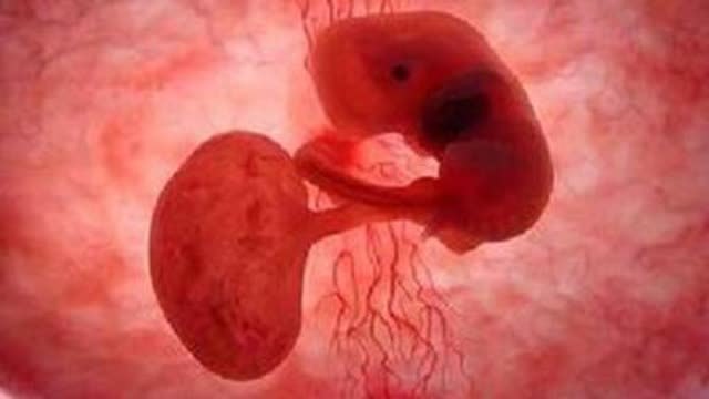 胎儿形成早期的胚胎发育全过程动画演示,附详细语音讲解