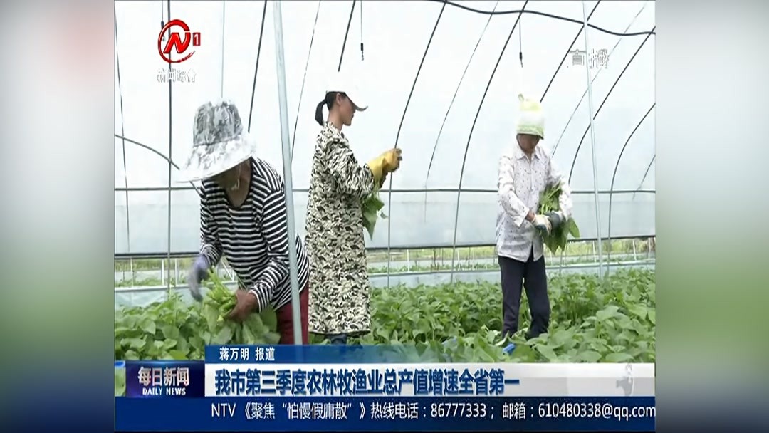 我市第三季度农林牧渔业总产值增速全省第一