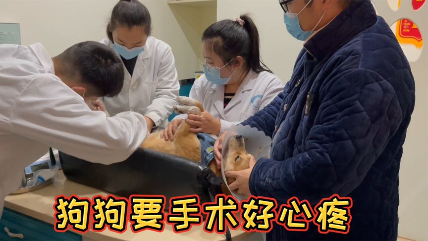狗狗被咬得命悬一线,当听到医生说需要紧急手术时,心疼哭了!