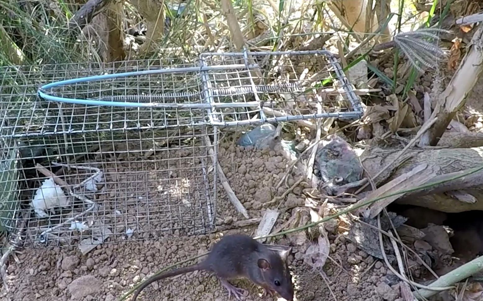 野外老鼠洞口放一个捕鼠笼,你觉得老鼠能抵挡住食物的诱惑吗?