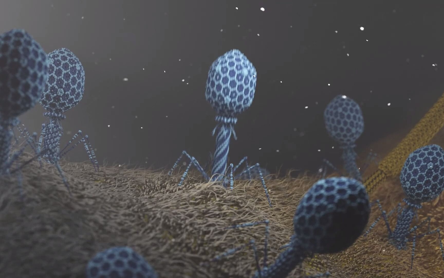 噬菌体侵染大肠杆菌过程