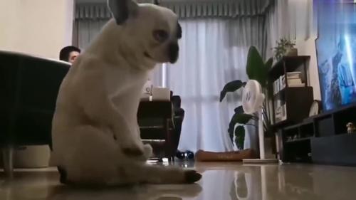 一听到歌声,狗狗就释放自我,开始跳舞了!