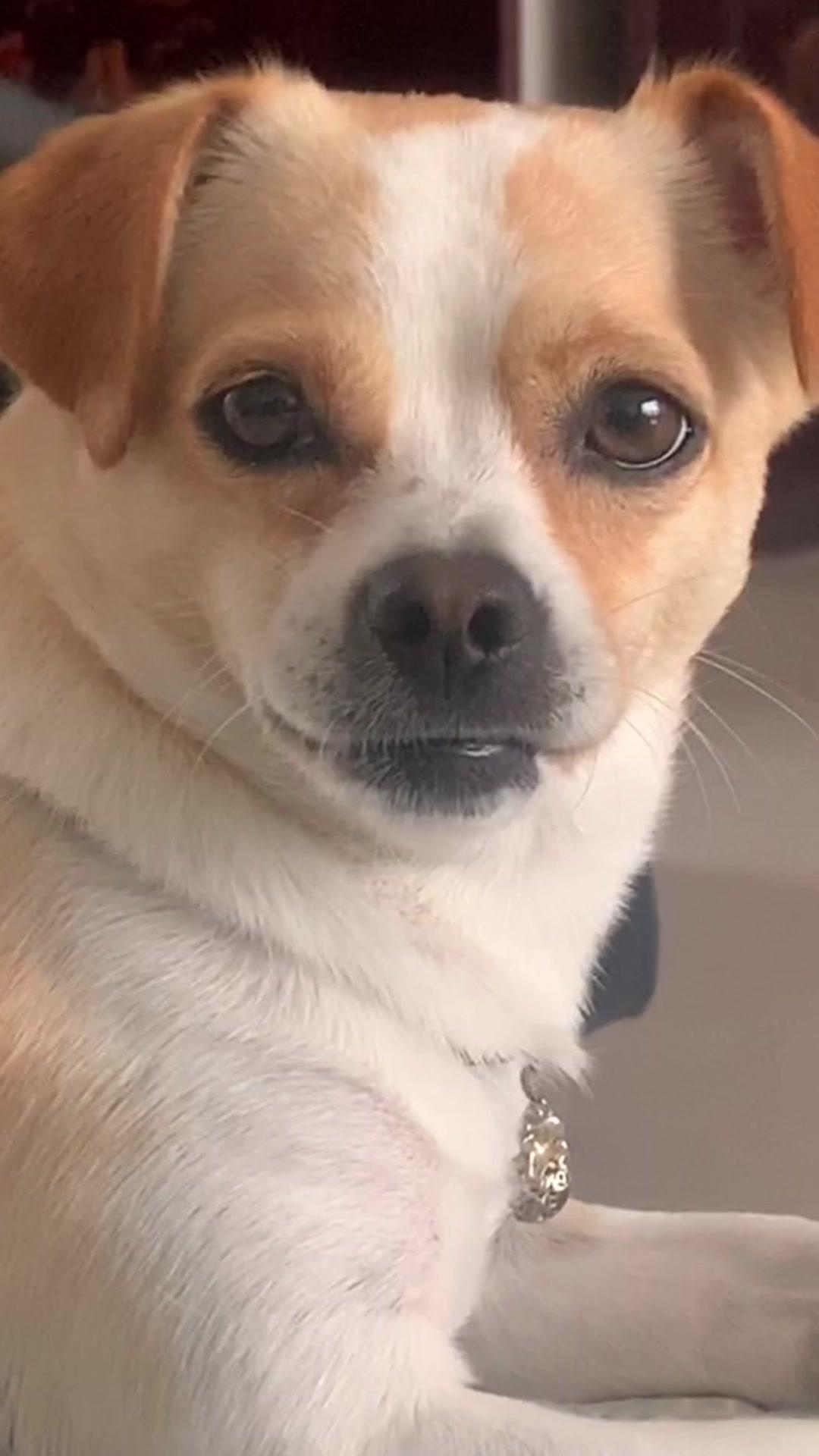 请问你们家的修狗也有这种症状吗