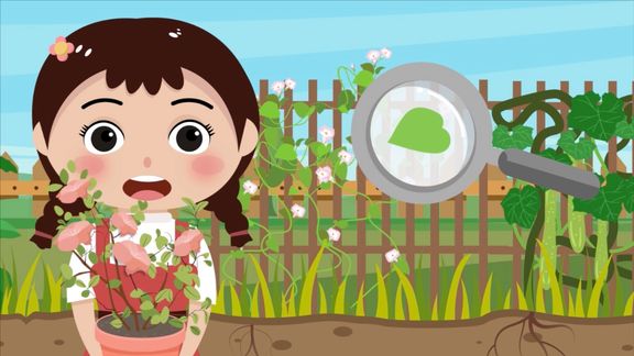【科学嬉游记】植物的主要器官有哪些——怎么养好一盆月季花