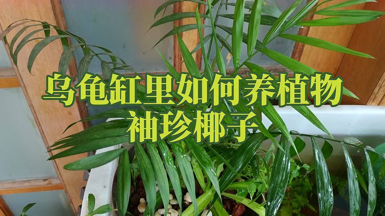 袖珍椰子能种在龟缸里吗?乌龟不吃耐阴易活,龟缸养水草植物方法