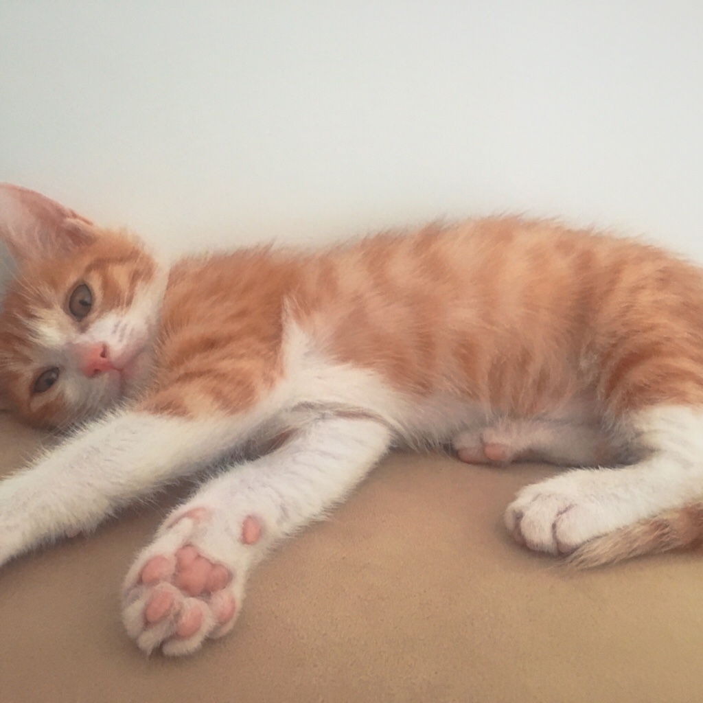 鸡汤与猫爪 