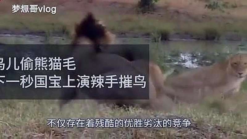 鸟儿偷偷拔熊猫屁股的毛,下一秒当场被抓!“鸟命”被玩去了半条