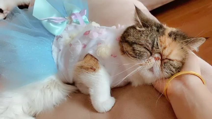 小女生果然就是爱撒娇一些,哪怕只是一只小母猫ߘ�❤️!