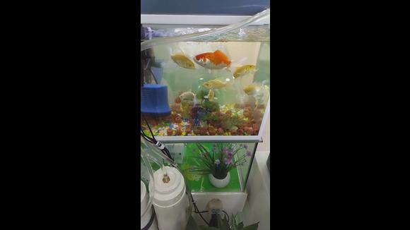 自制鱼缸过滤器