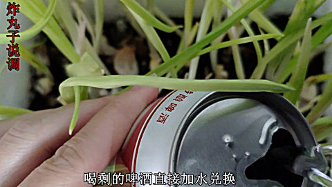 家里土培种植蒜苗, 没肥料没关系, 可以用这个当肥料