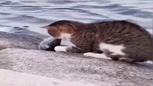 再次建议您家猫反复观看学习!教科书式猫抓鱼