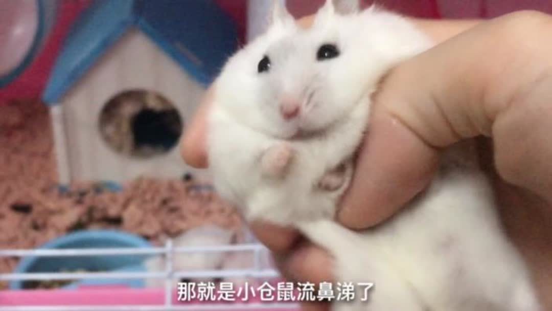 小仓鼠感冒了，给它喝一点感冒药水，怎么判断小仓鼠是不是感冒呢
