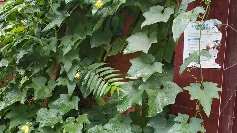 谁见过丝瓜是怎么生长的