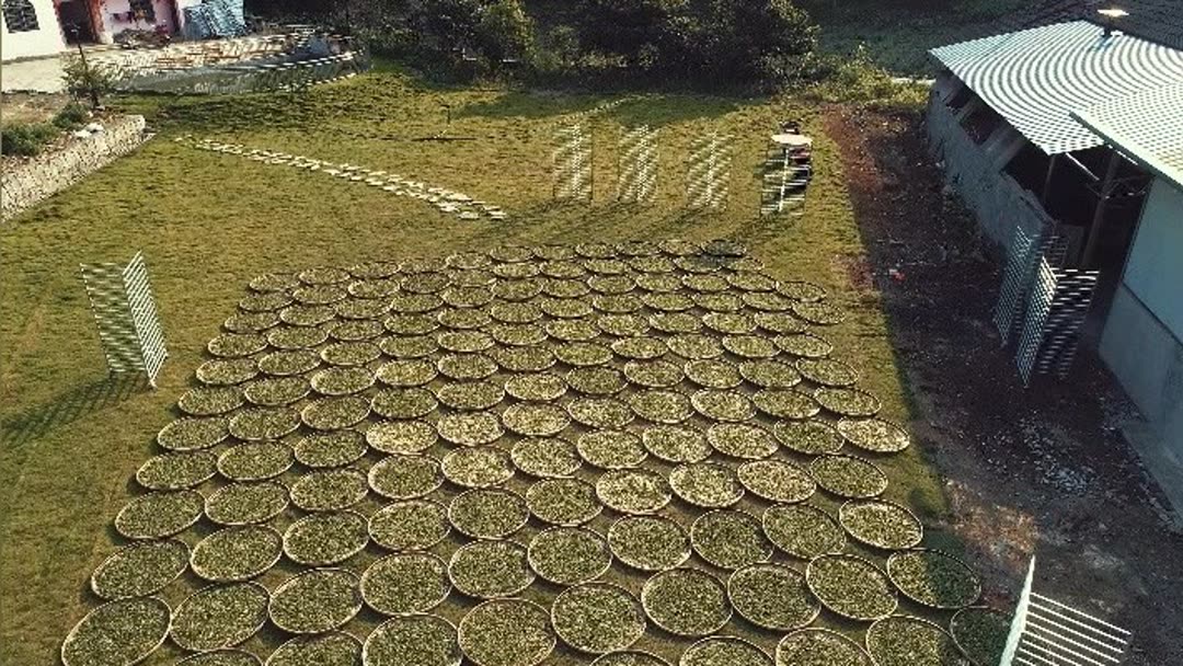 桑植白茶 西莲茶叶 张家界茶叶 张家界林丰茶叶开发有限公司
