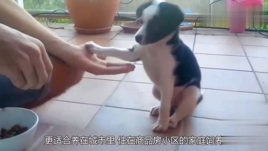 都说边牧的智商排名第一,到底有多高?说出来你都不信