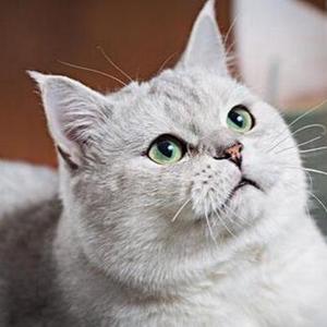 爱上网的流浪喵 