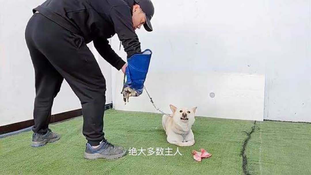 宠物狗护食咬人,听听训犬师分析原因,你认同么